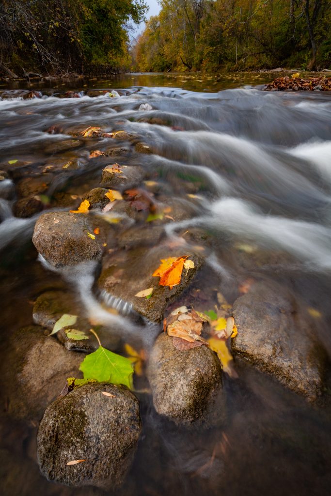 Leaves on a Stream - Guided Meditation for Teens » Dr. Gina Madrigrano